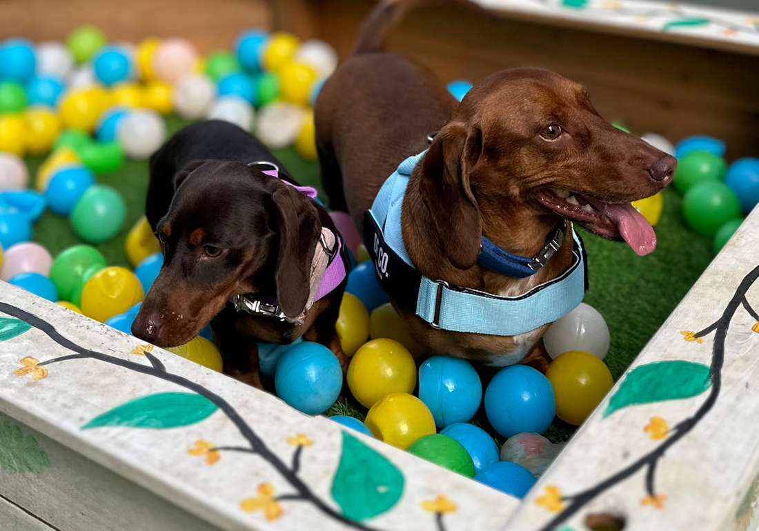 Dog Boarding Brisbane Gallery – Little Buddies QLD