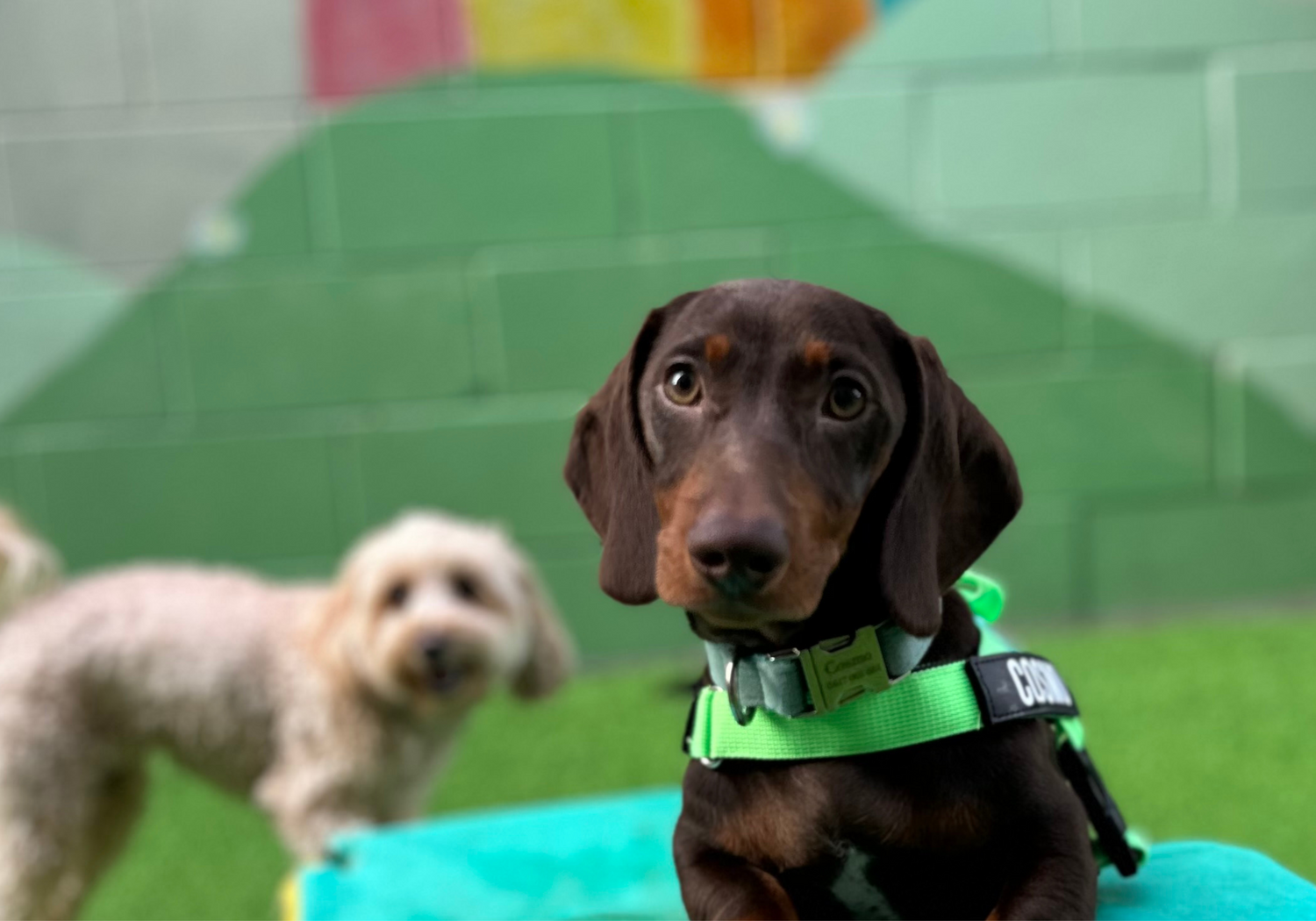 Dog Daycare Brisbane | Safe Puppy Playtime at Little Buddies – Little ...